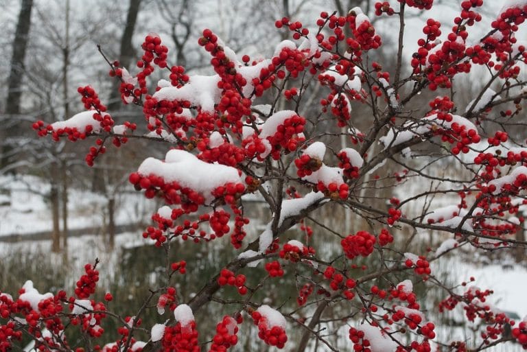 You Think NY Hibernates? 16 Fun Outdoor Winter Activities in NewYork ...